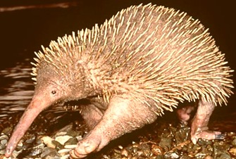 MOST PRIMITIVE ANIMALS | BIOZOOM